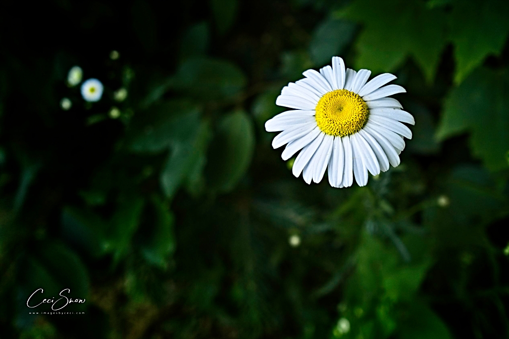 It’s Canada Day! – Capturing Cherished Memories
