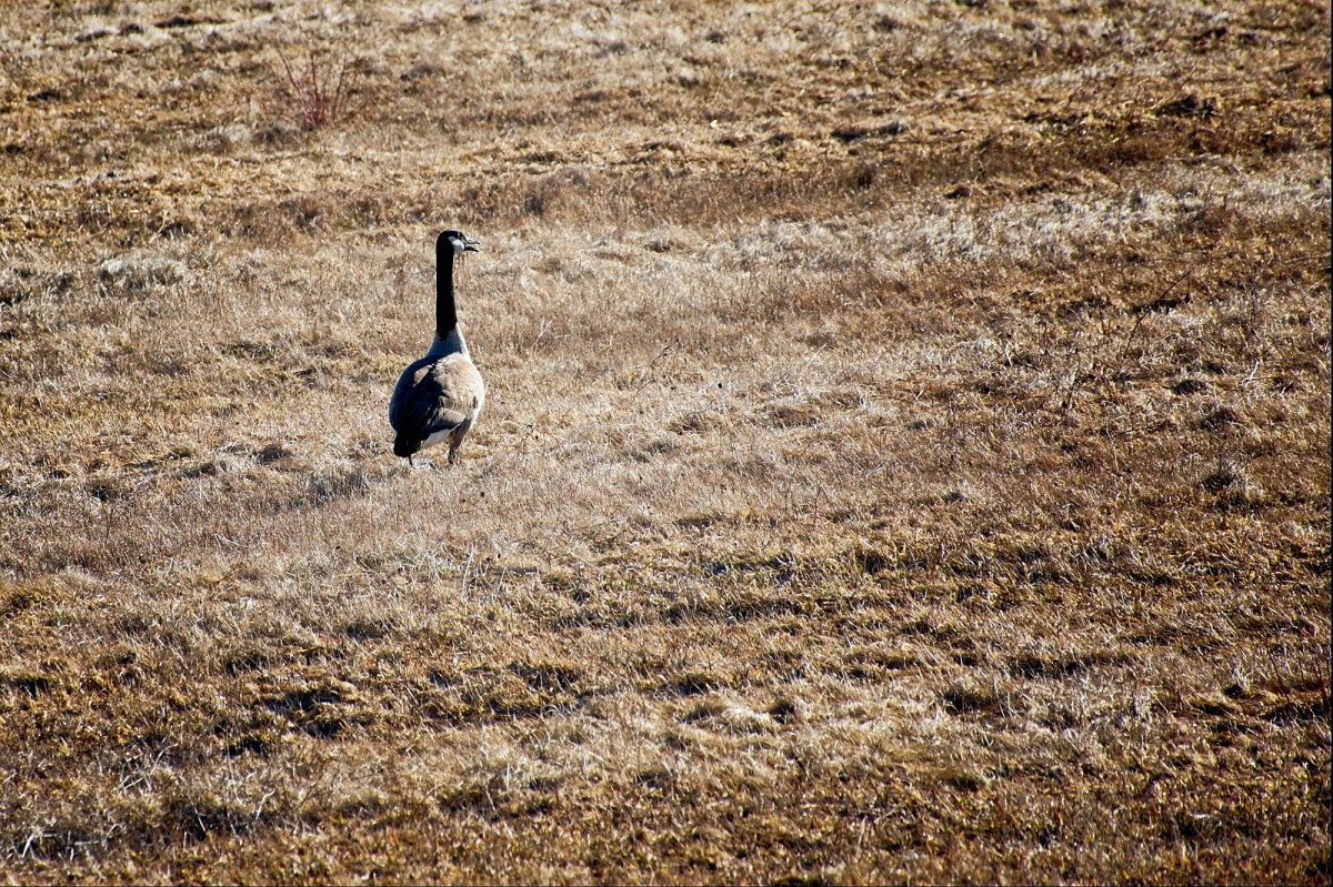 Lonely goose – Capturing Cherished Memories
