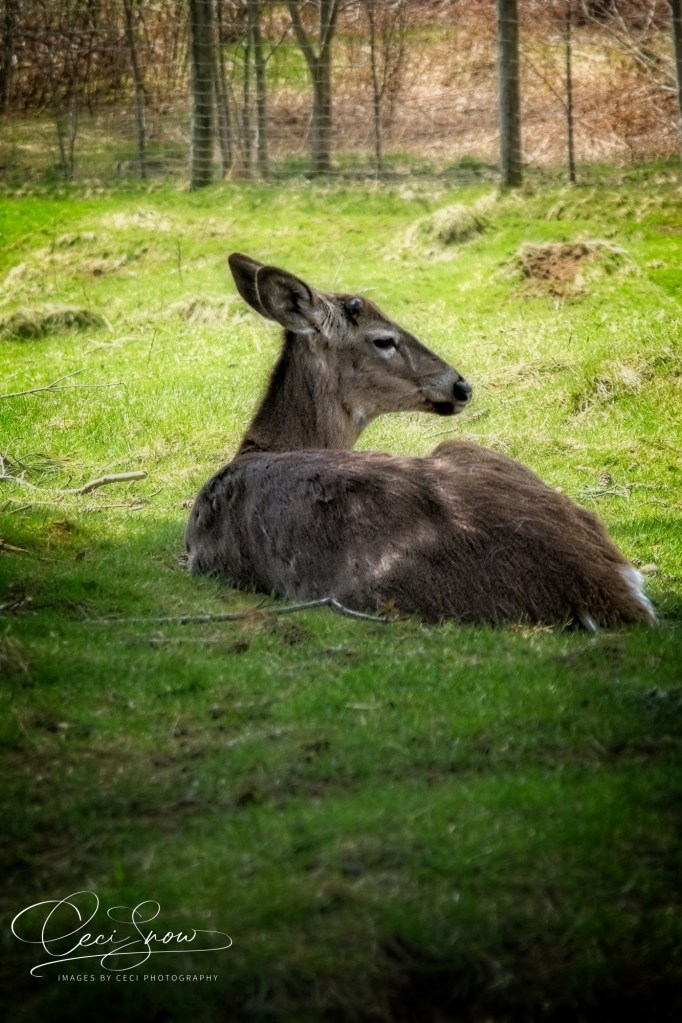 Spring? Where are you? – Capturing Cherished Memories