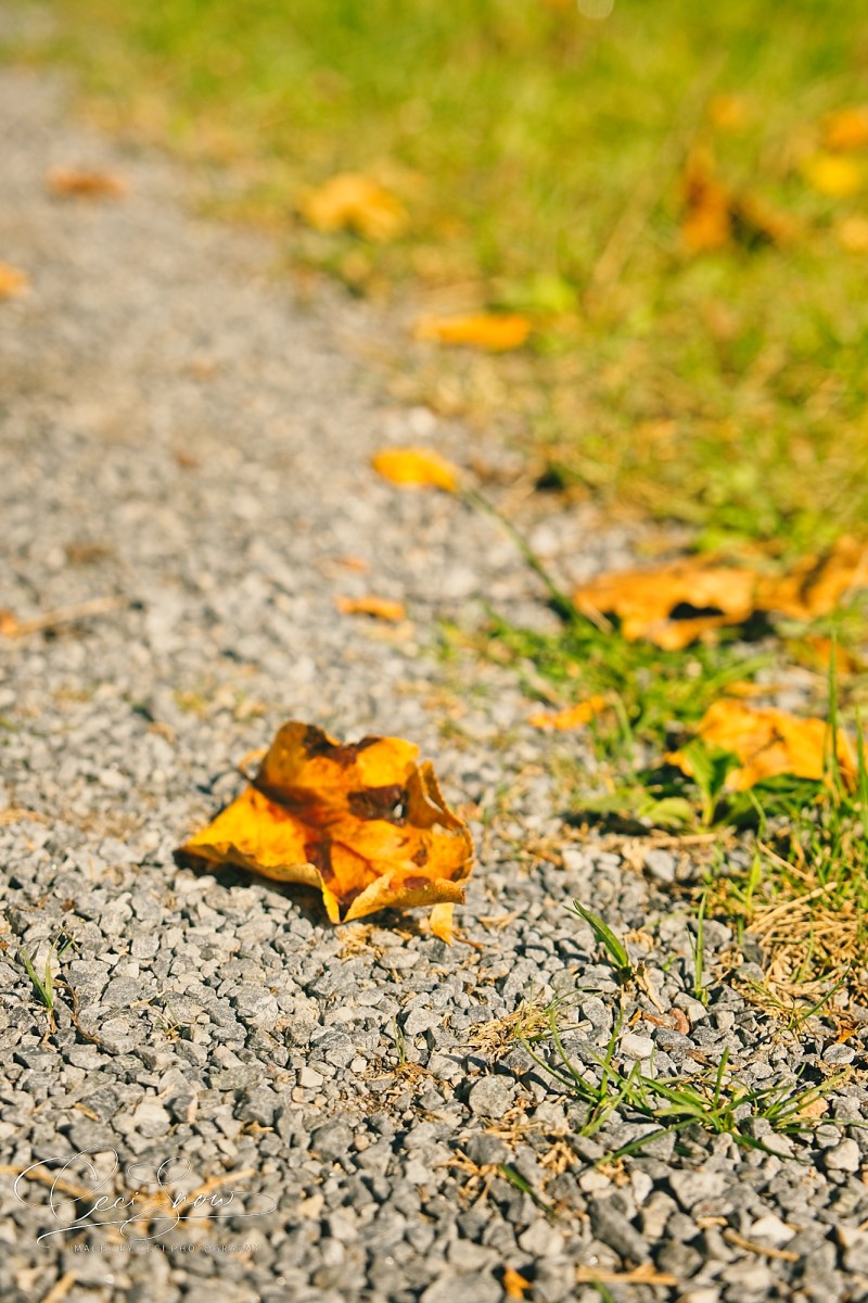 Almost autumn – Capturing Cherished Memories